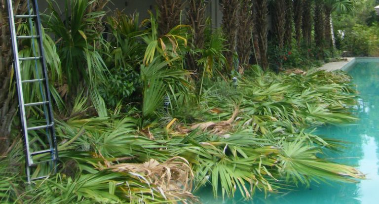 Service – Affordable Palm and Tree Management